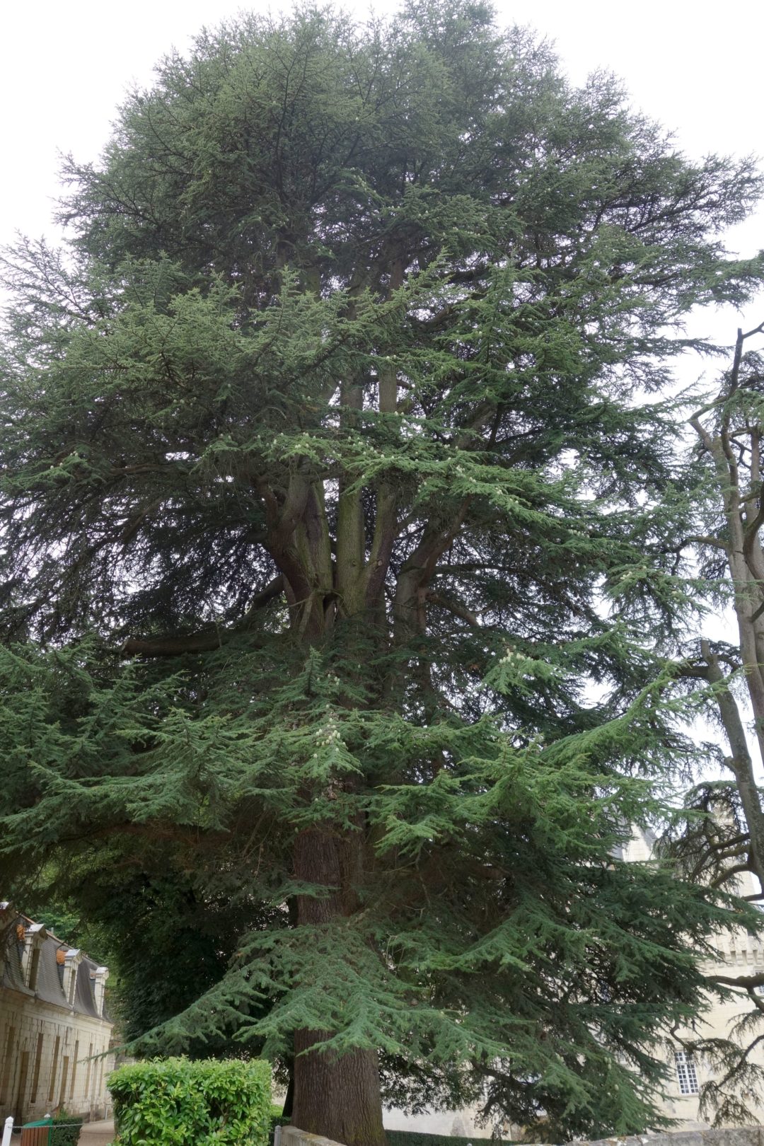 [Entre les Arbres] Le cèdre réveille notre héros intérieur