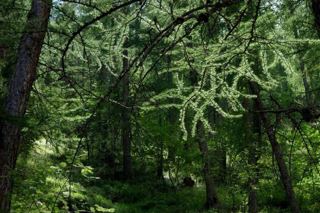 Le mélèze – Entre Les Arbres