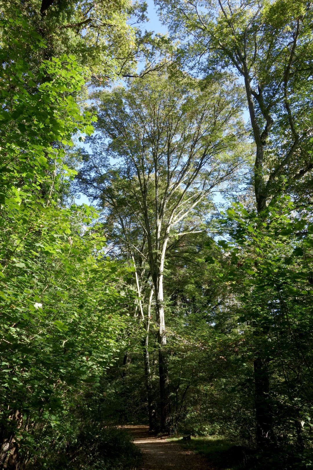 Le frêne – Entre Les Arbres