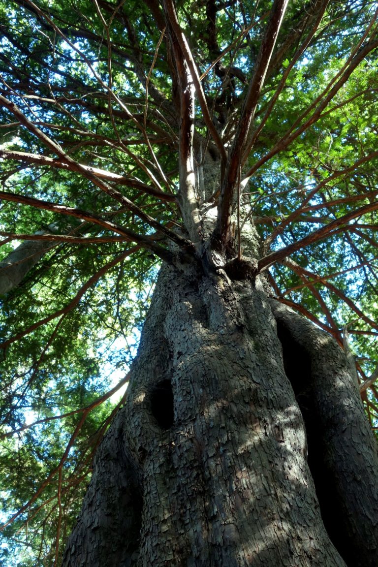 [EntrelesArbres] L'if, l'arbre de l'éternité, de la vie et de la mort