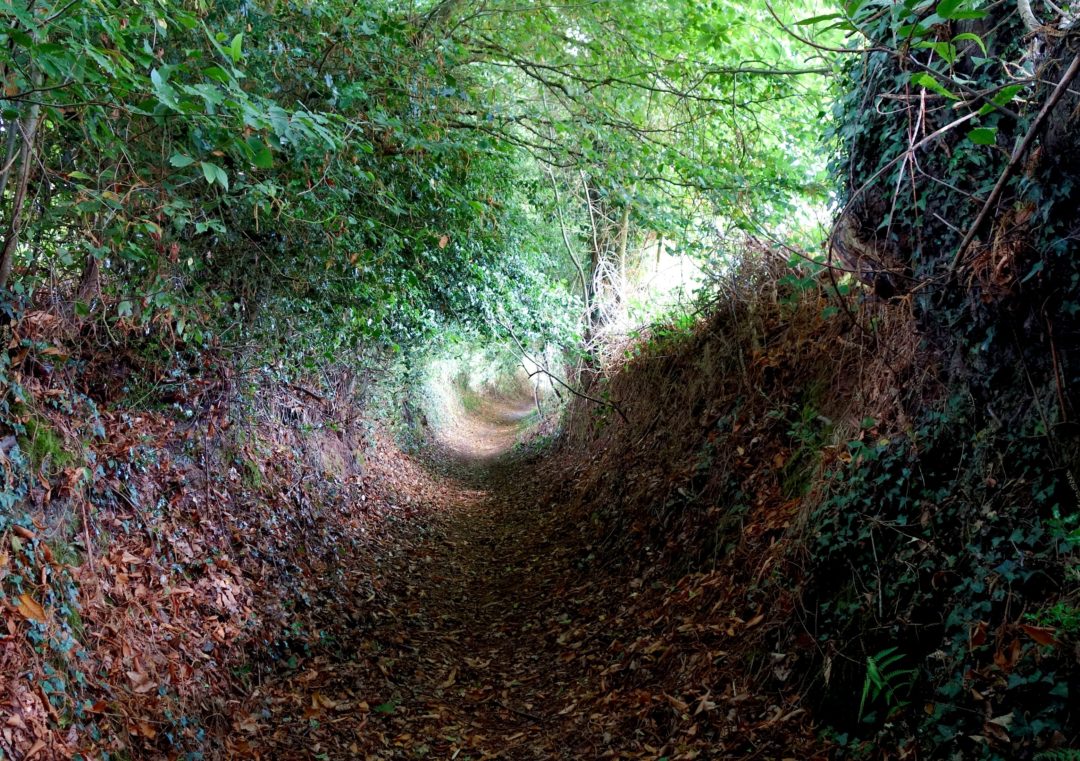 chemin_creux – Entre Les Arbres