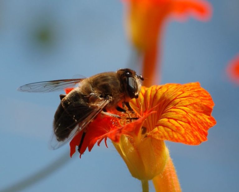 symbiose – Entre Les Arbres